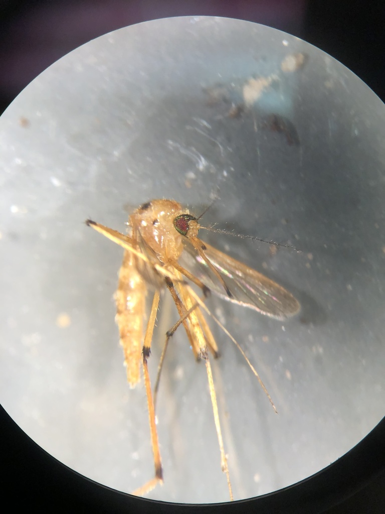 Eastern Yellow-and-Black Mosquito from Leroy Stevens Rd, Mobile, AL, US ...
