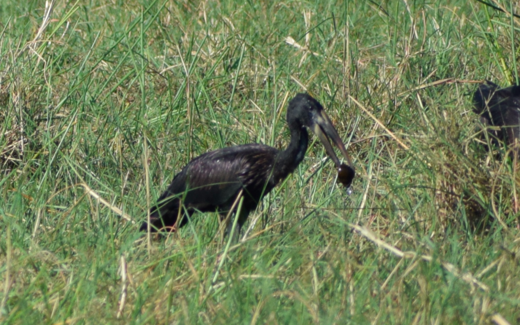 African Openbill from Mahango Core Area on May 18, 2021 at 06:30 PM by ...