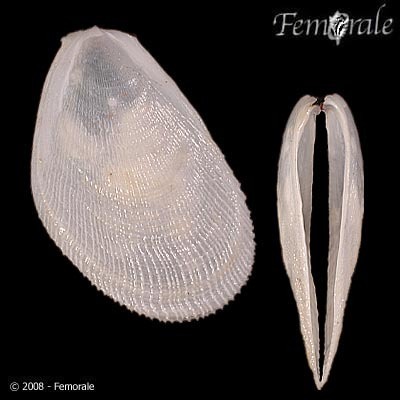 Limaria pellucida (North carolina marine molluscs) · iNaturalist
