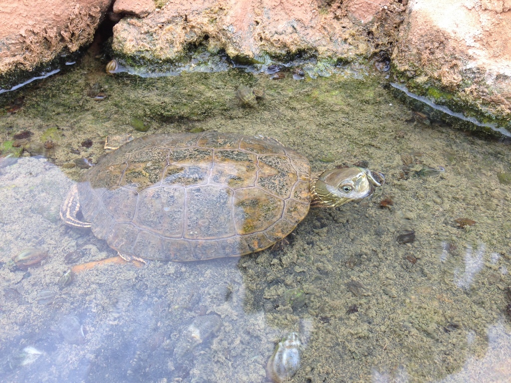Mediterranean Turtle from Province de Tiznit, Maroc on May 31, 2017 at ...