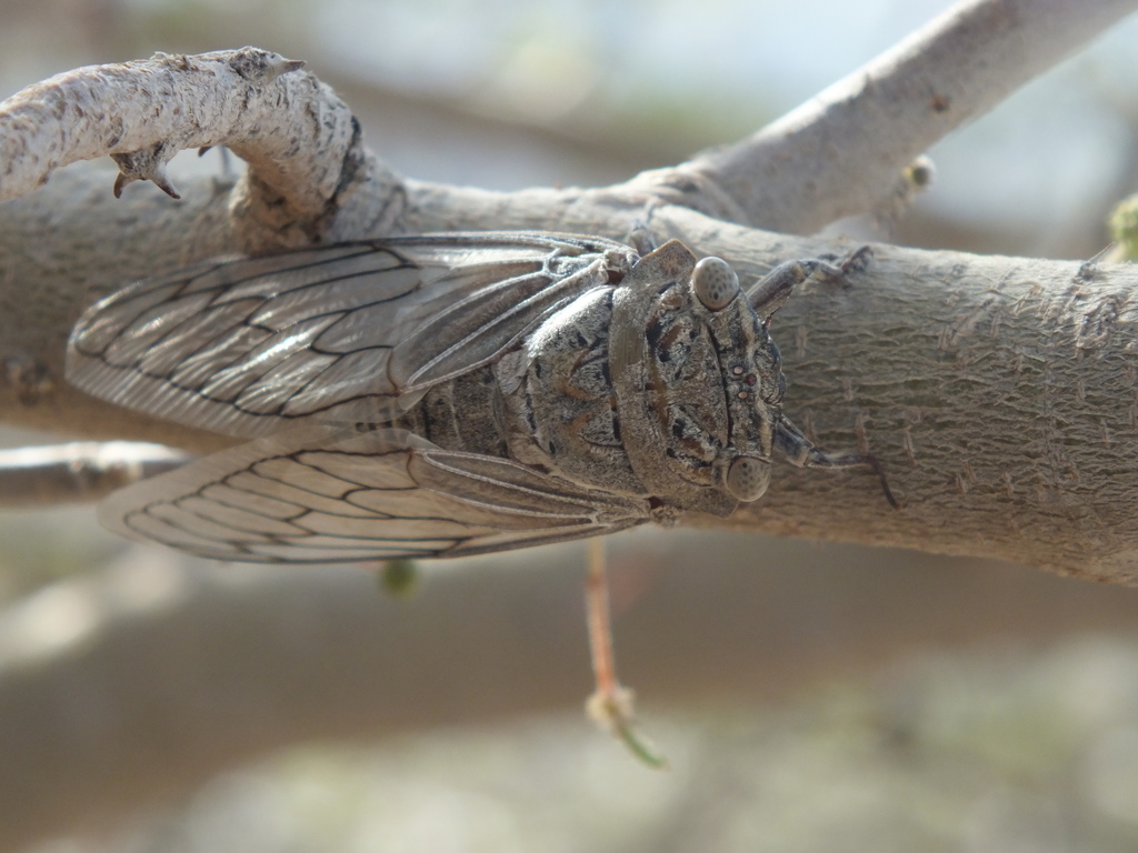 Arabian cicada from Fujairah - United Arab Emirates on May 8, 2021 at ...