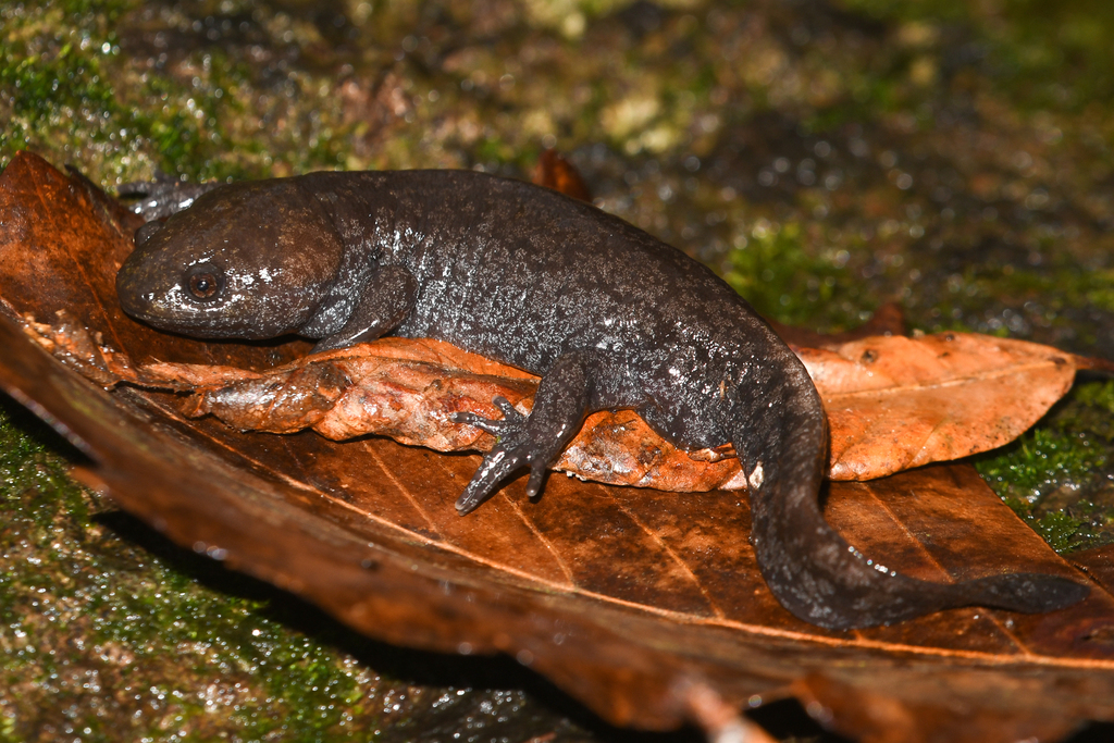 Mole Salamander from Grant Parish, LA, USA on January 20, 2018 at 11:09 ...