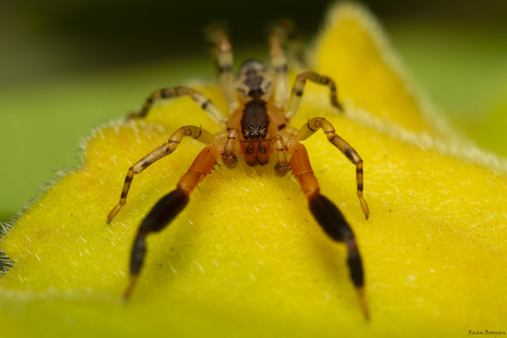 Zebra Dark Sac Spider from Vernon Crookes Nature Reserve, Ugu District ...