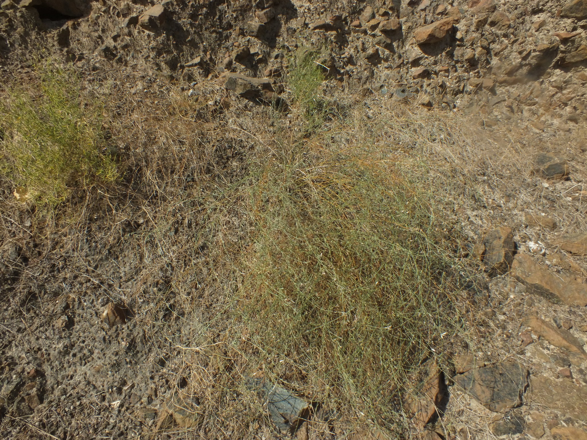 Convolvulus prostratus Forssk.