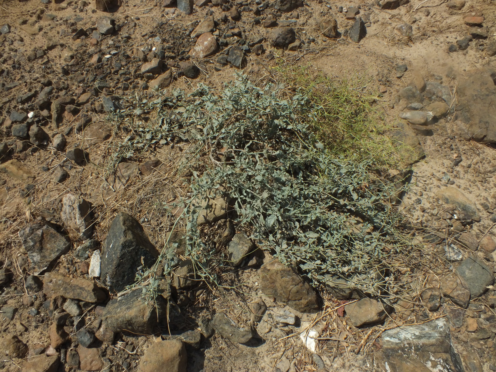 Echiochilon persicum (Burm.fil.) I.M.Johnst.