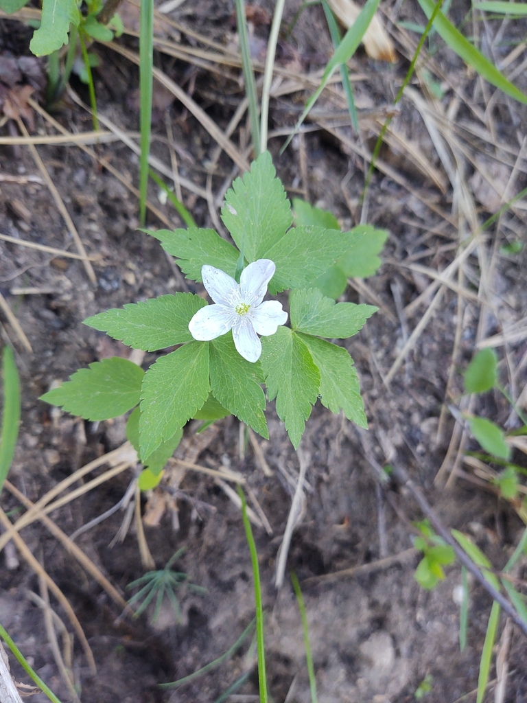 Piper's Anemone from Boise on May 18, 2021 at 07:09 PM by philaja ...