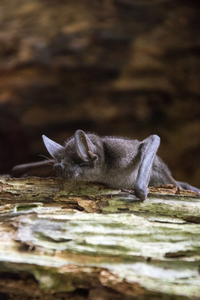New Zealand Lesser Short-tailed Bat (Mystacina tuberculata) - Know Your ...
