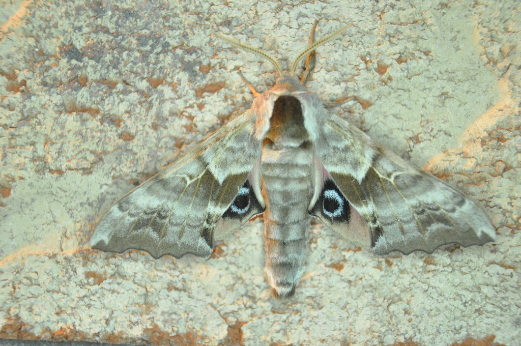 One-eyed Sphinx from Témiscamingue, QC, Canada on May 19, 2021 at 10:06 ...