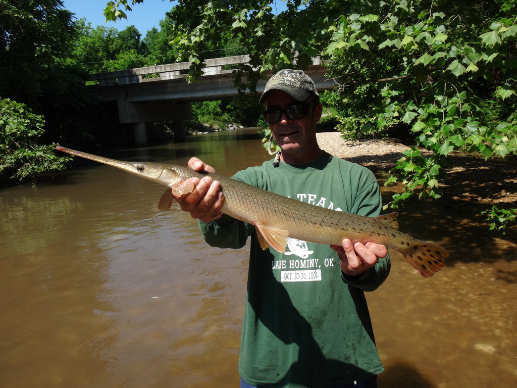 Longnose Gar from Tahlequah, OK 74464, USA on June 4, 2015 at 11:29 AM ...