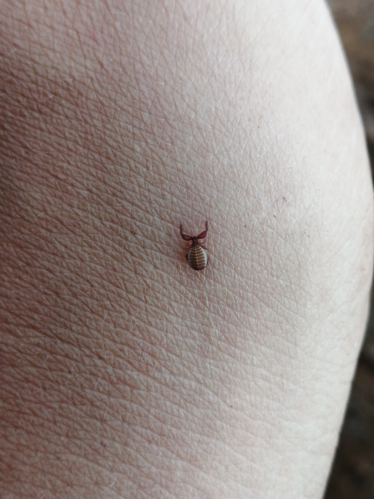 Feaella capensis nana from Akkerendam Nature Reserve, Calvinia, 8190 ...