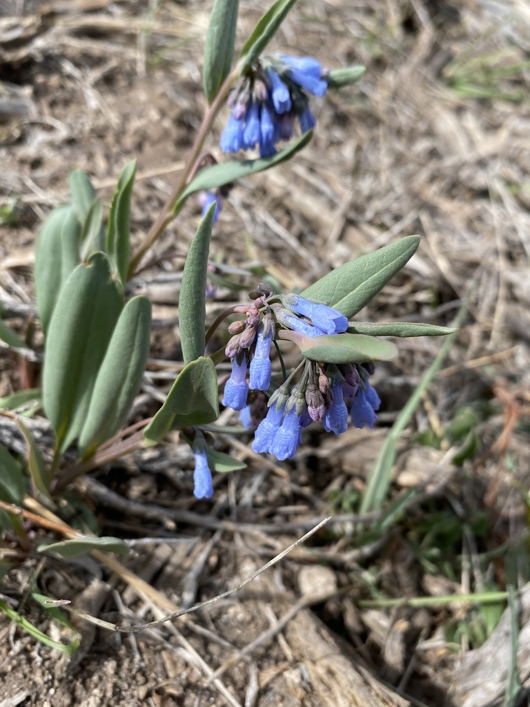 Bluebell from Humboldt-Toiyabe National Forest, Tonopah, NV, US on May ...