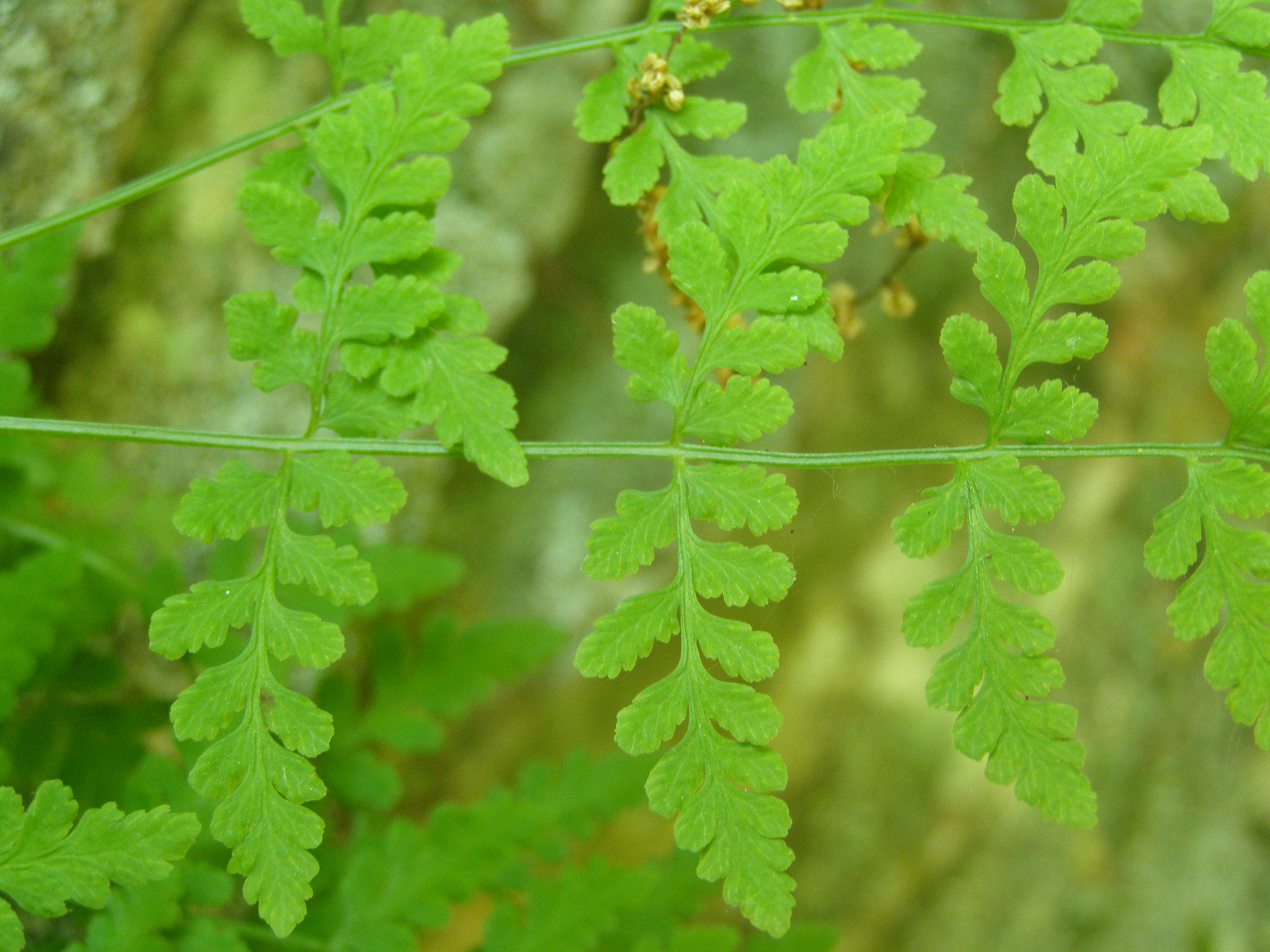 Cystopteris tenuis (Michx.) Desv.