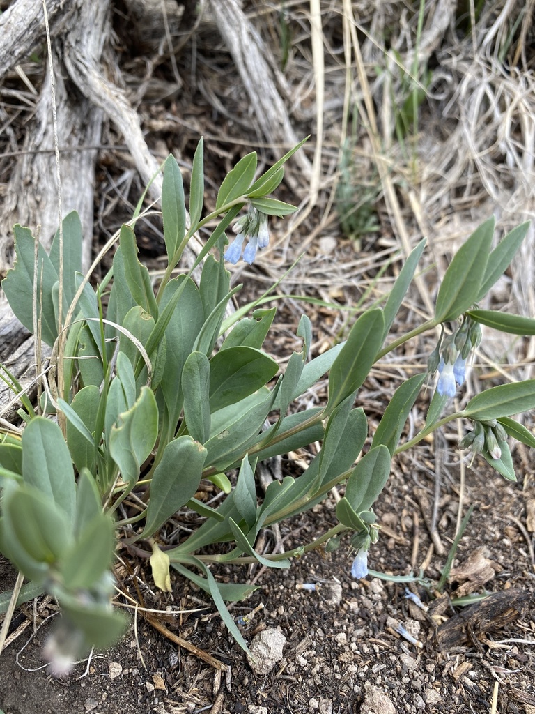 Bluebell from Humboldt-Toiyabe National Forest, Manhattan, NV, US on ...