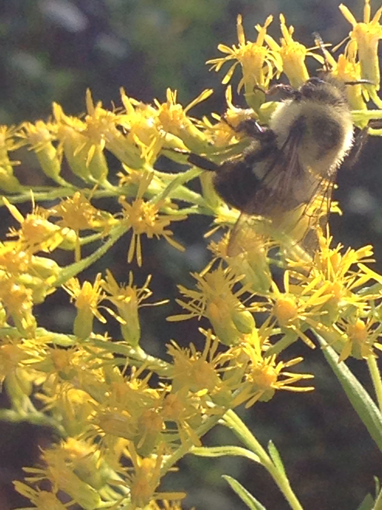 Common Eastern Bumble Bee from University of Florida, Gainesville, FL ...