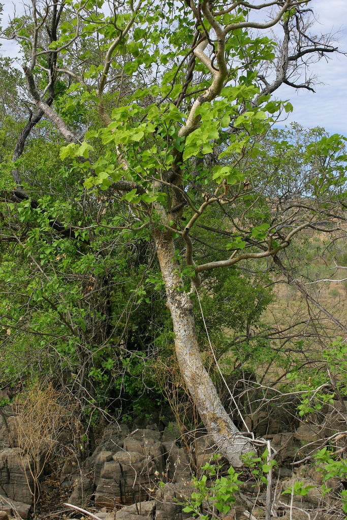 Propeller Tree (Gyrocarpus americanus) - Botanical Realm