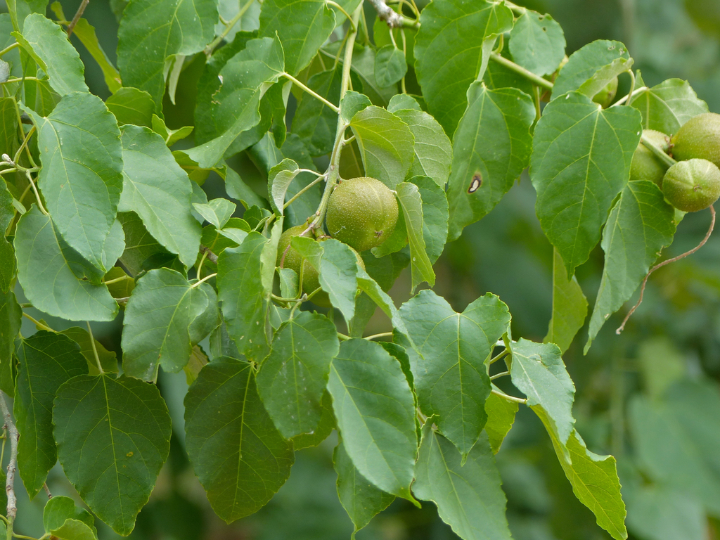 Large fever-berry (Croton megalobotrys) - Botanical Realm