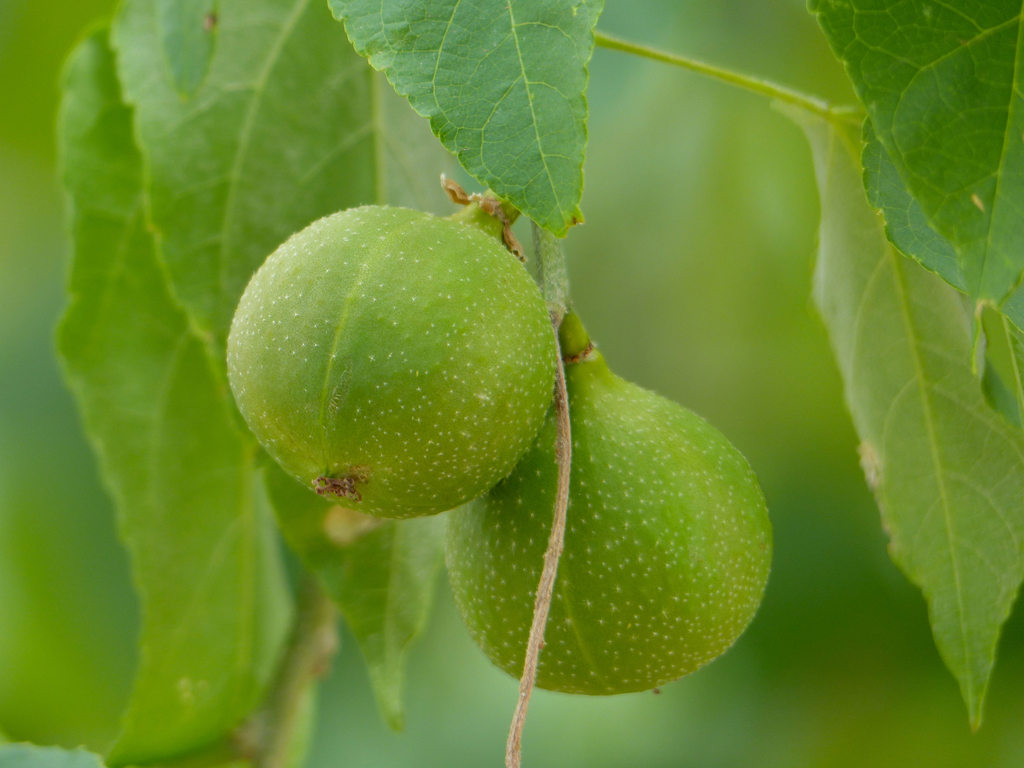 Large fever-berry (Croton megalobotrys) - Botanical Realm
