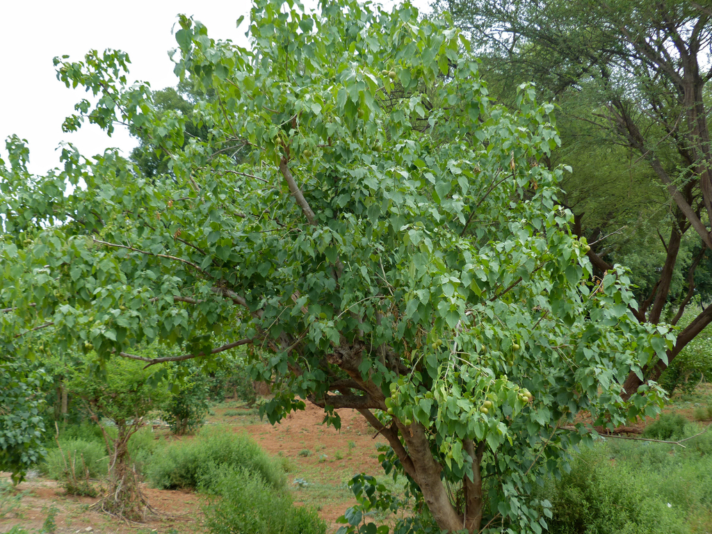 Large fever-berry (Croton megalobotrys) - Botanical Realm