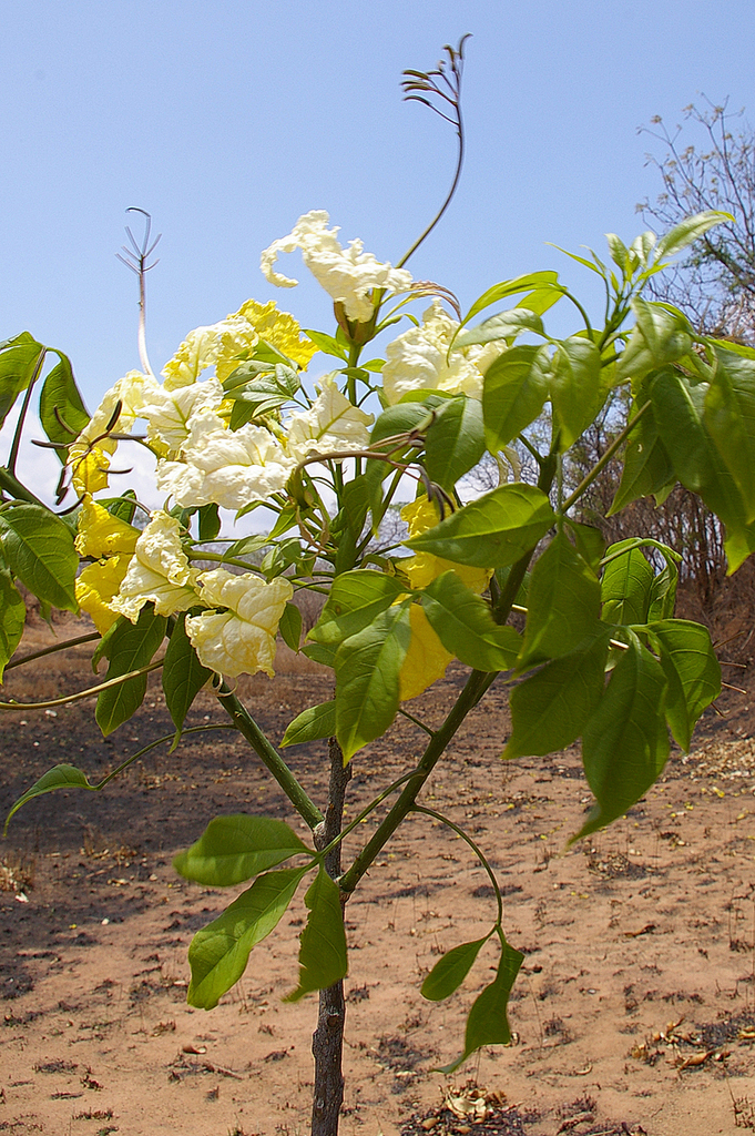 three-fingerbush (Trees of Zambia ) · iNaturalist