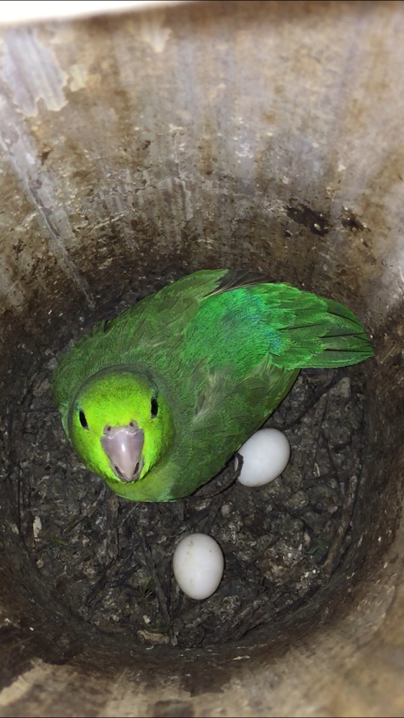Pacific Parrotlet in March 2020 by dantonio96 · iNaturalist