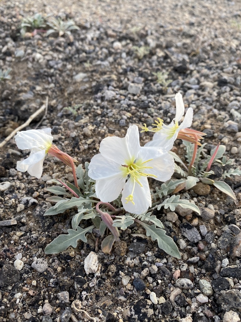 California evening primrose from State Highway 82, Round Mountain, NV ...