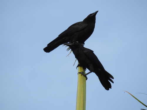 Cuban Palm Crow (Subspecies Corvus palmarum minutus) · iNaturalist