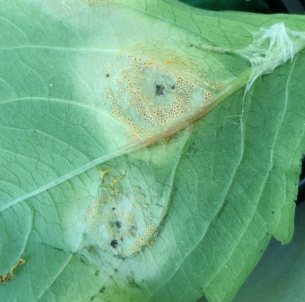 orange wheat rust from Stonehaven, Charlotte, NC, USA on May 13, 2021 ...