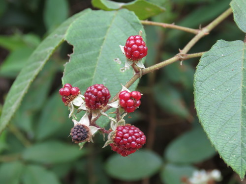 (Rubus miser)
