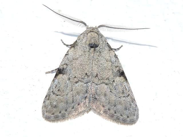 Coastal Plain Meganola Moth in May 2021 by privatenoaccess · iNaturalist