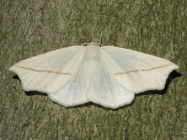 White Slant-line in May 2021 by privatenoaccess · iNaturalist