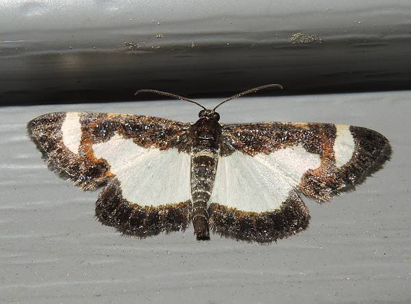 Common Spring Moth in May 2021 by privatenoaccess · iNaturalist