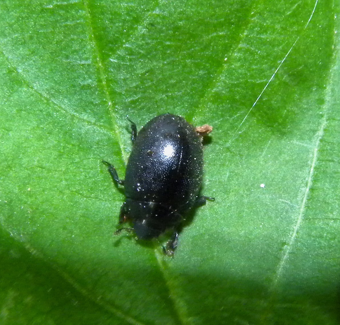 Nosodendridae