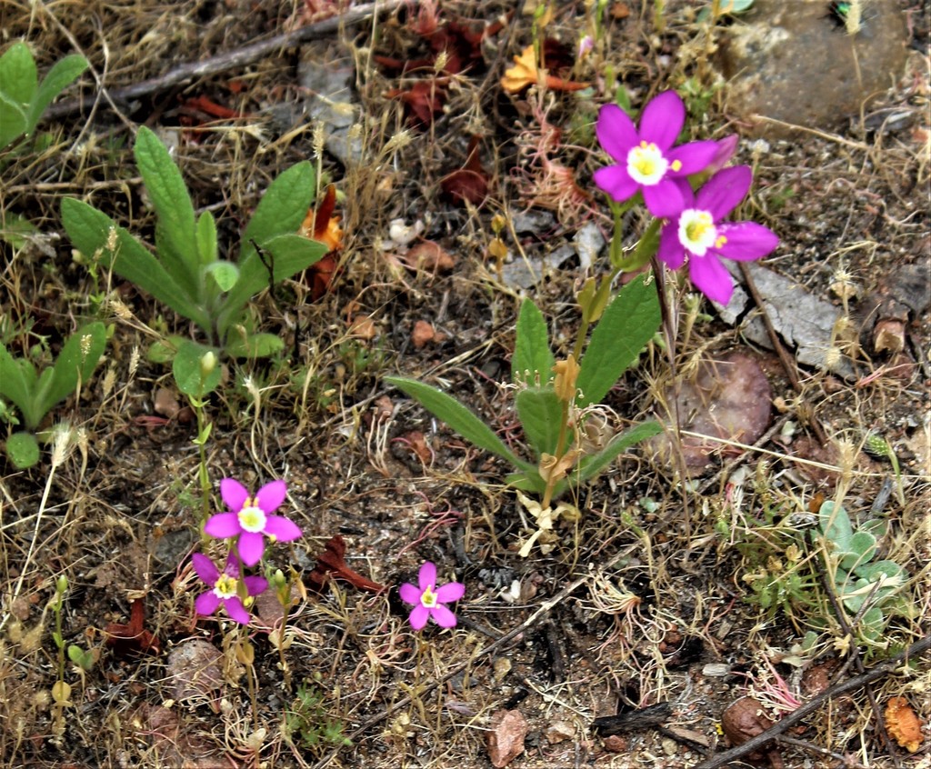 California Centaury from San Carlos, San Diego, CA, USA on May 20, 2021 ...