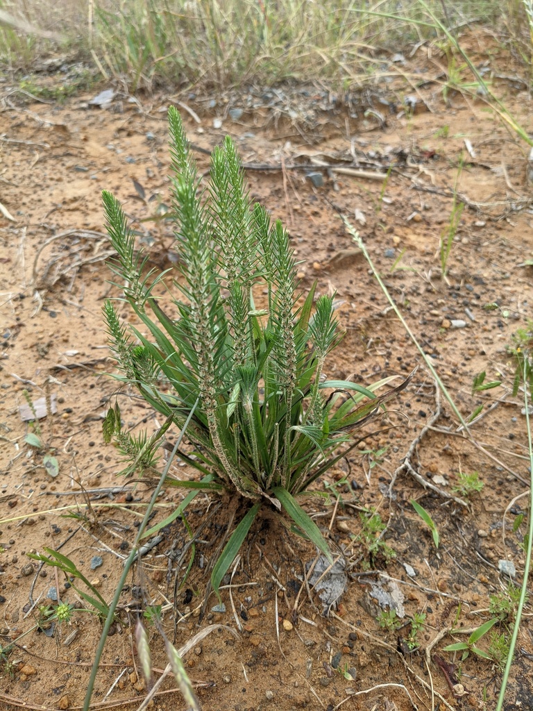 bracted plantain in May 2021 by Shaun M. McCoshum · iNaturalist