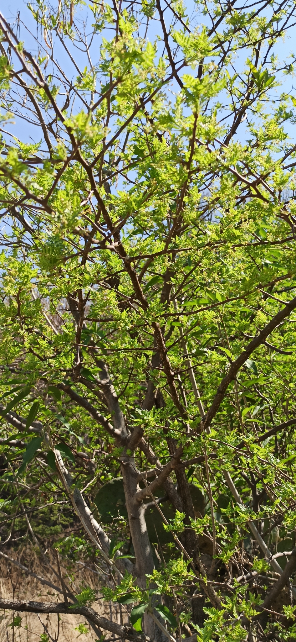 Bursera bipinnata (Moc. & Sessé ex DC.) Engl.