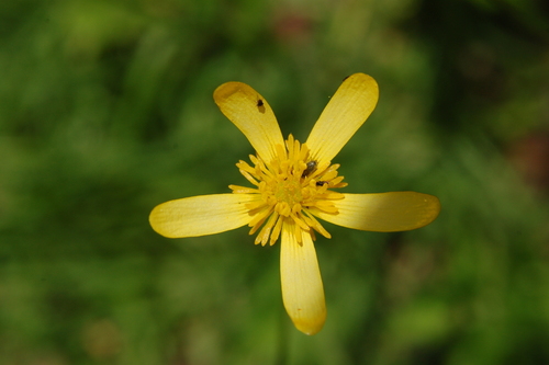 Aceitilla (Flora del Parque Estatal Sierra de Tepotzotlán, Segunda ...