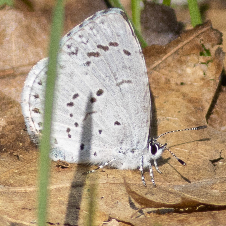 Holarctic Azures from Sherburne County, MN, USA on May 17, 2021 at 09: ...
