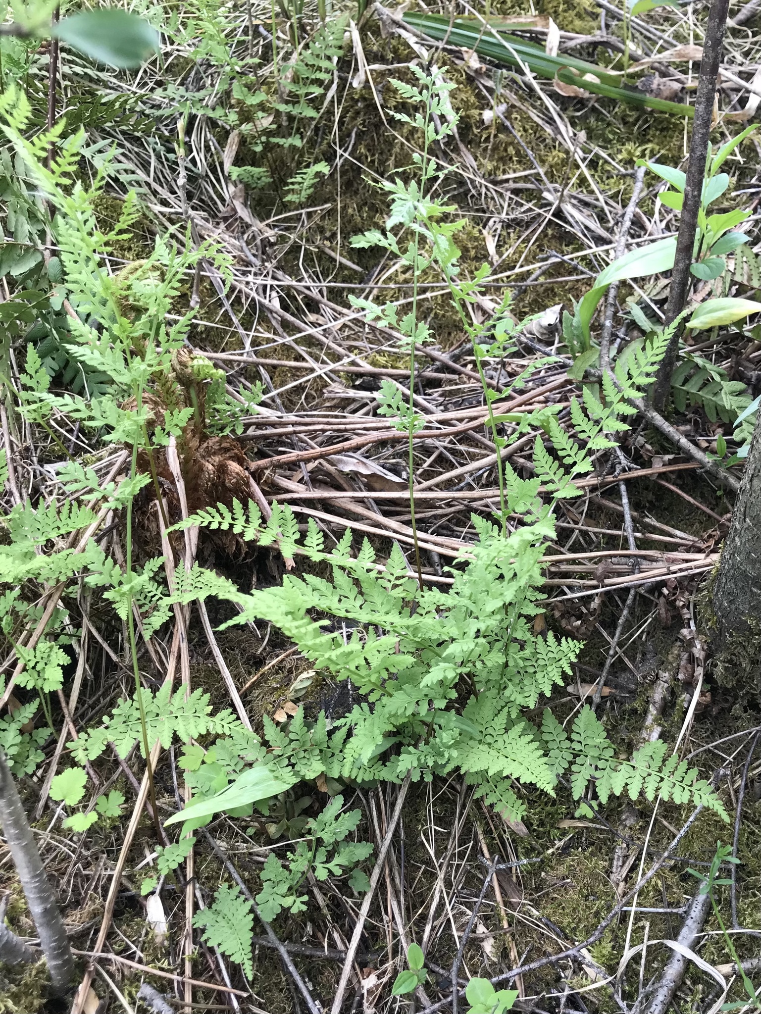 Cystopteris tenuis (Michx.) Desv.