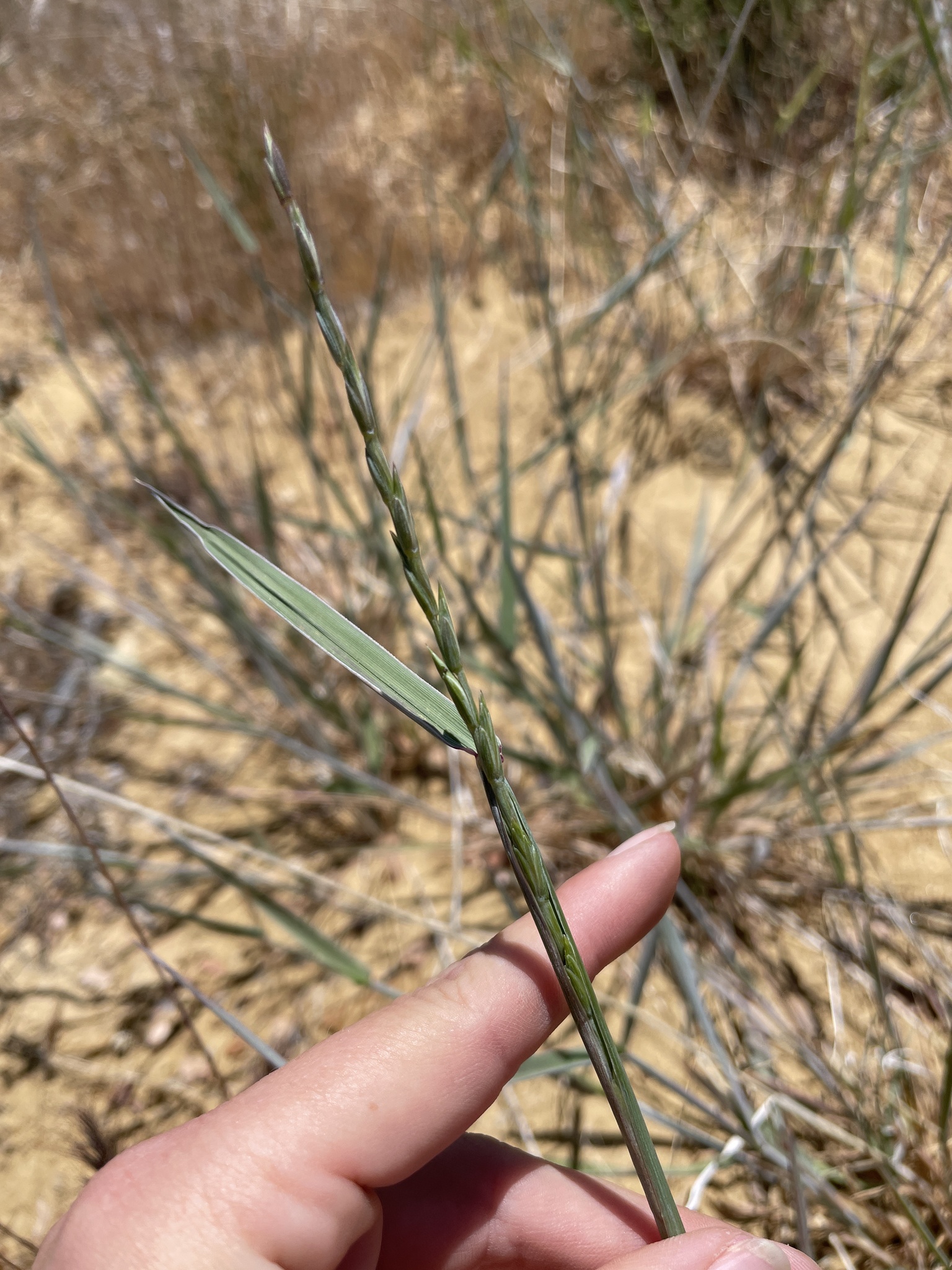 Thinopyrum intermedium subsp. intermedium