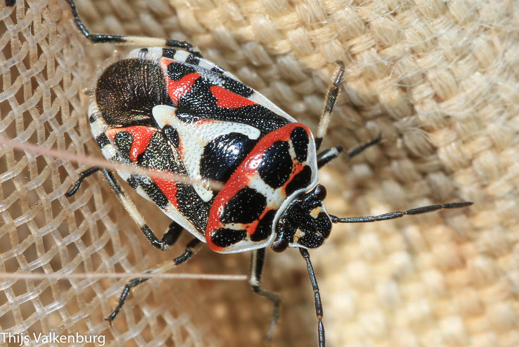 red cabbage bug from 8125 Quarteira, Portugal on May 20, 2021 at 06:47 ...