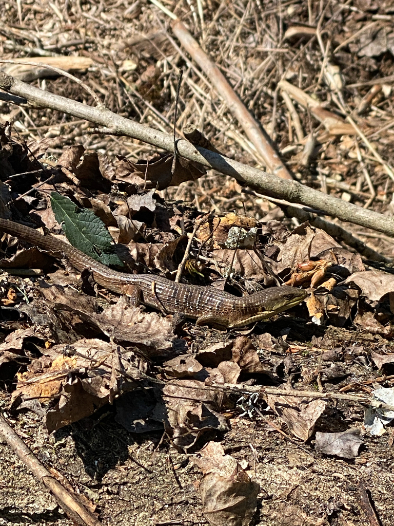 Southern Alligator Lizard from Molalla on April 21, 2021 at 02:31 PM by ...