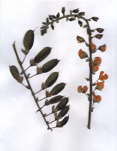 Showy crotalaria, Showy rattlebox, Cats bells, Rattlebox, Yellow ...