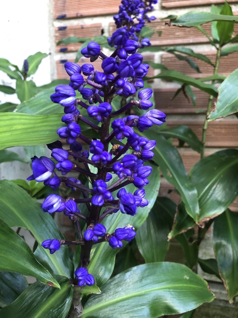 Jengibre azul desde Universidad EAFIT - Sede Medellín, Medellín ...