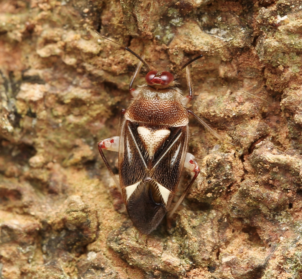 Gigantometopus from Central Water Catchment, Singapore on October 23 ...