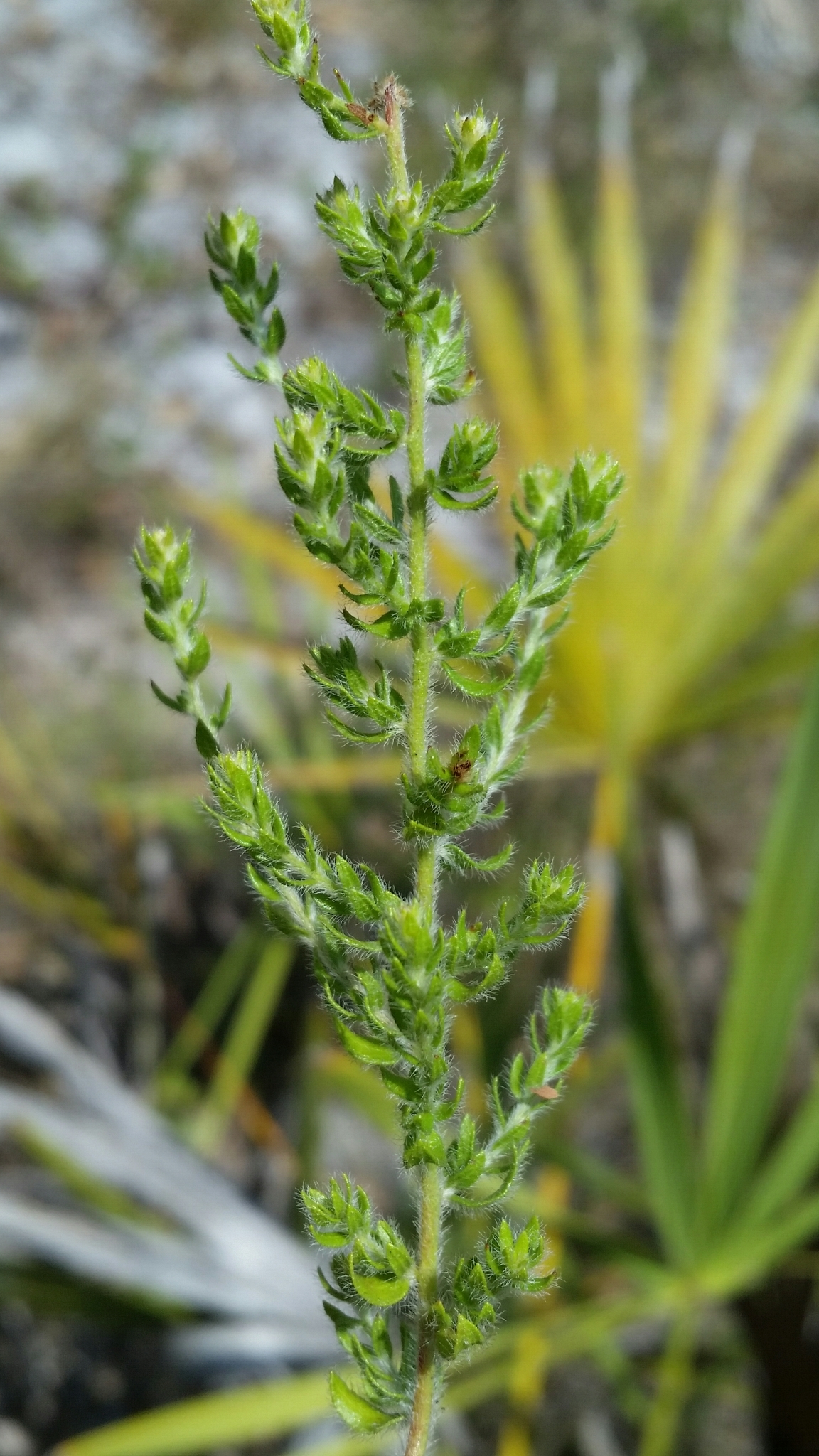 Lechea divaricata Shuttlew. ex Britton