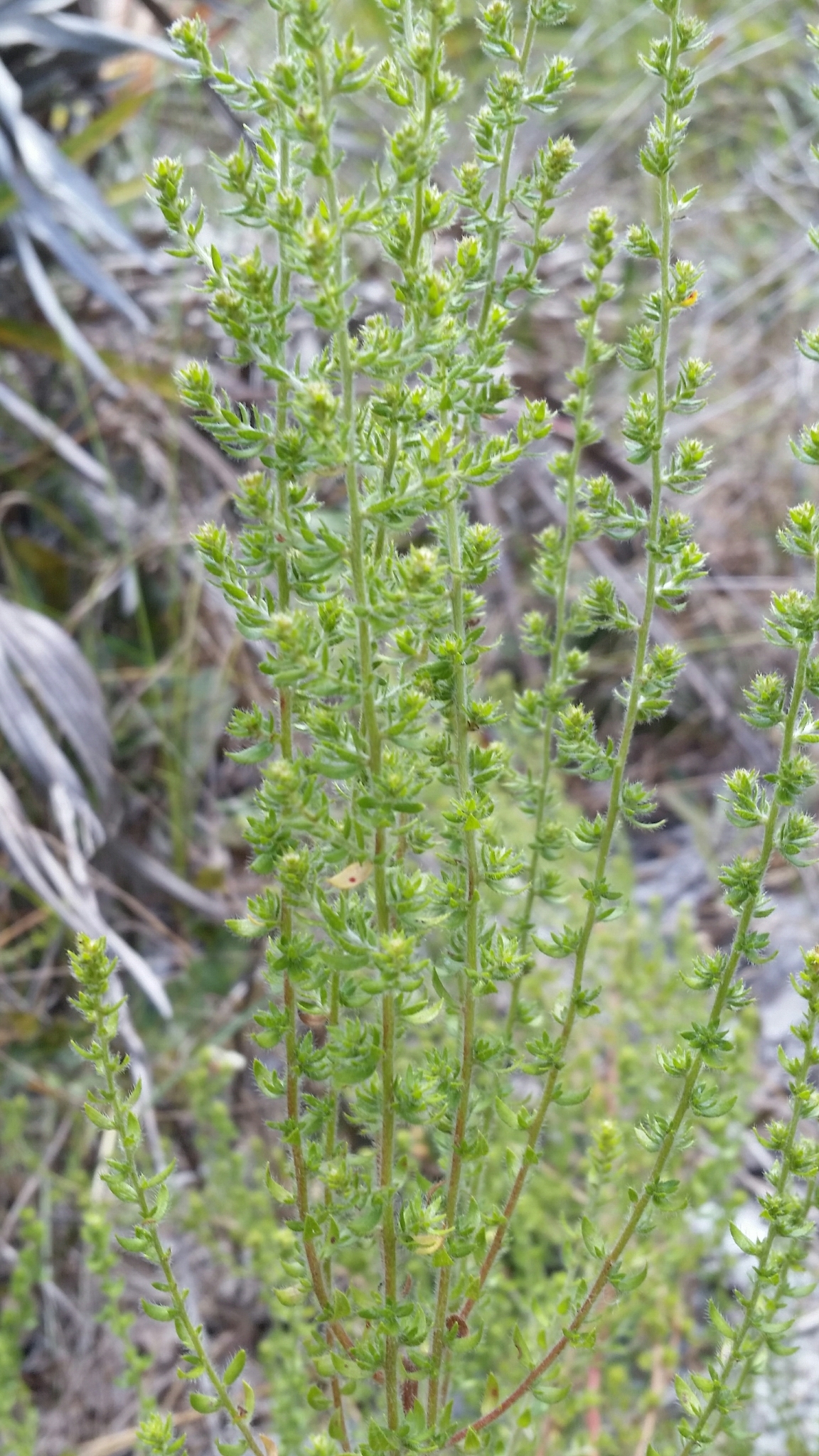 Lechea divaricata Shuttlew. ex Britton