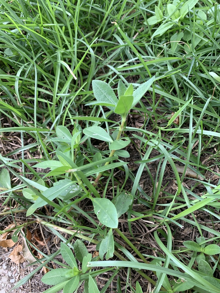 Alligatorweed from 興隆路一段, 竹北市, TW on May 22, 2021 at 10:01 AM by ...