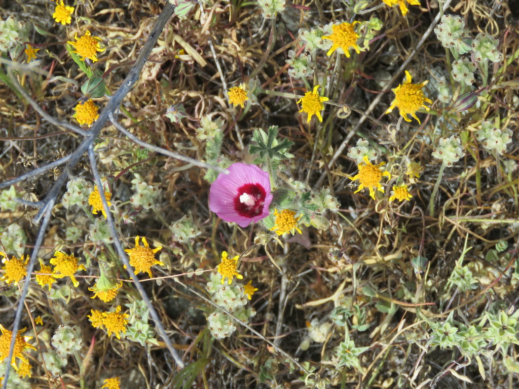 fringed checkerbloom from 26775 Morgan Valley Rd, Lower Lake, CA 95457 ...