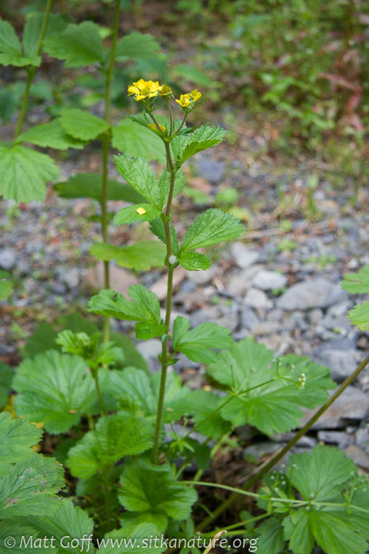 Large-leaved Avens from Sitka, AK, USA on July 21, 2007 at 02:15 PM by ...