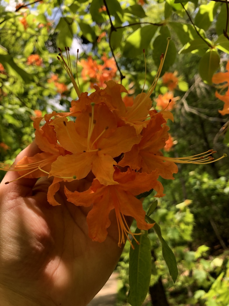 Flame Azalea from Pisgah National Forest, Candler, NC, US on May 21 ...